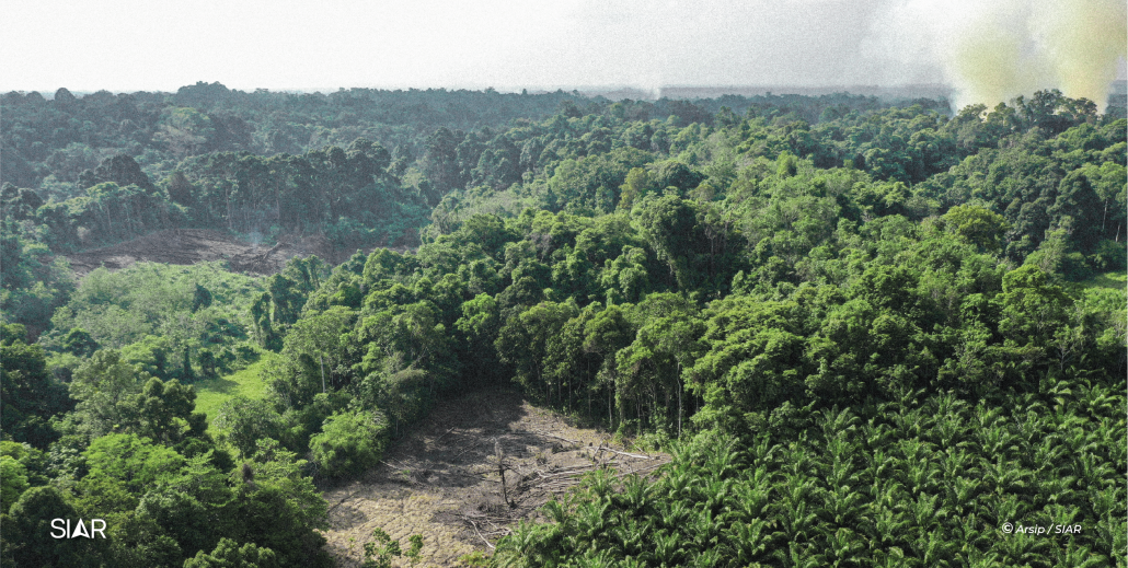 “EUDDR & Persoalan Sawit dalam Kawasan Hutan” - SIAR “EUDDR & Persoalan Sawit dalam Kawasan Hutan” - SIAR