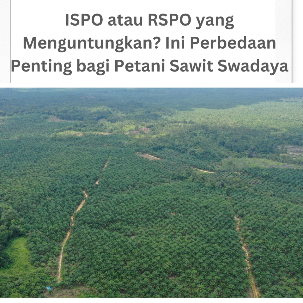 ISPO atau RSPO yang Menguntungkan? Ini Perbedaan Penting Bagi Petani ...
